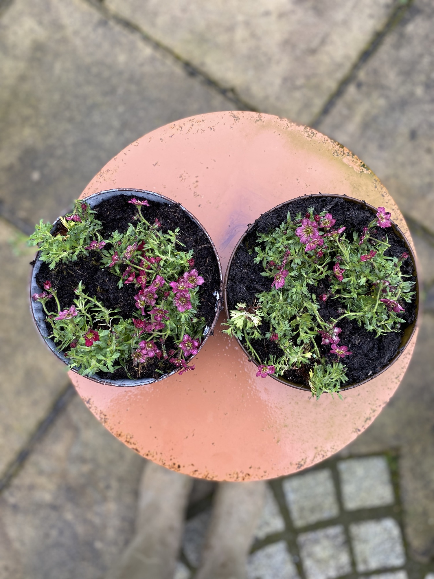 Low planter -( lattice )zinc – Pop and Flo