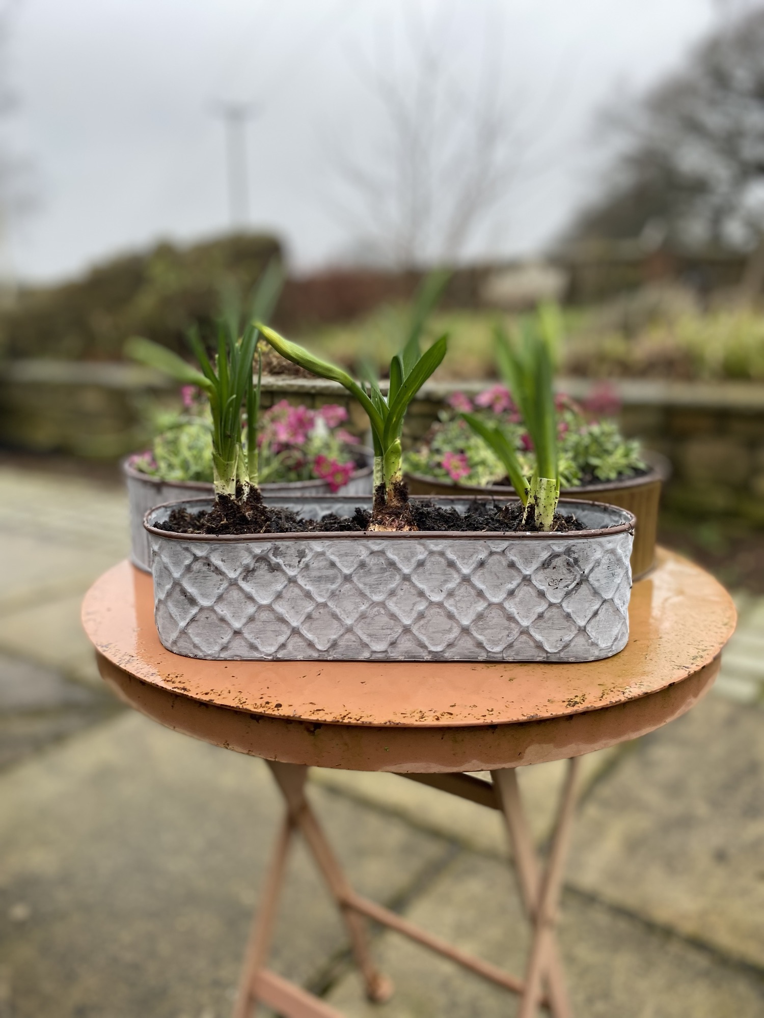Low planter -( lattice )zinc – Pop and Flo
