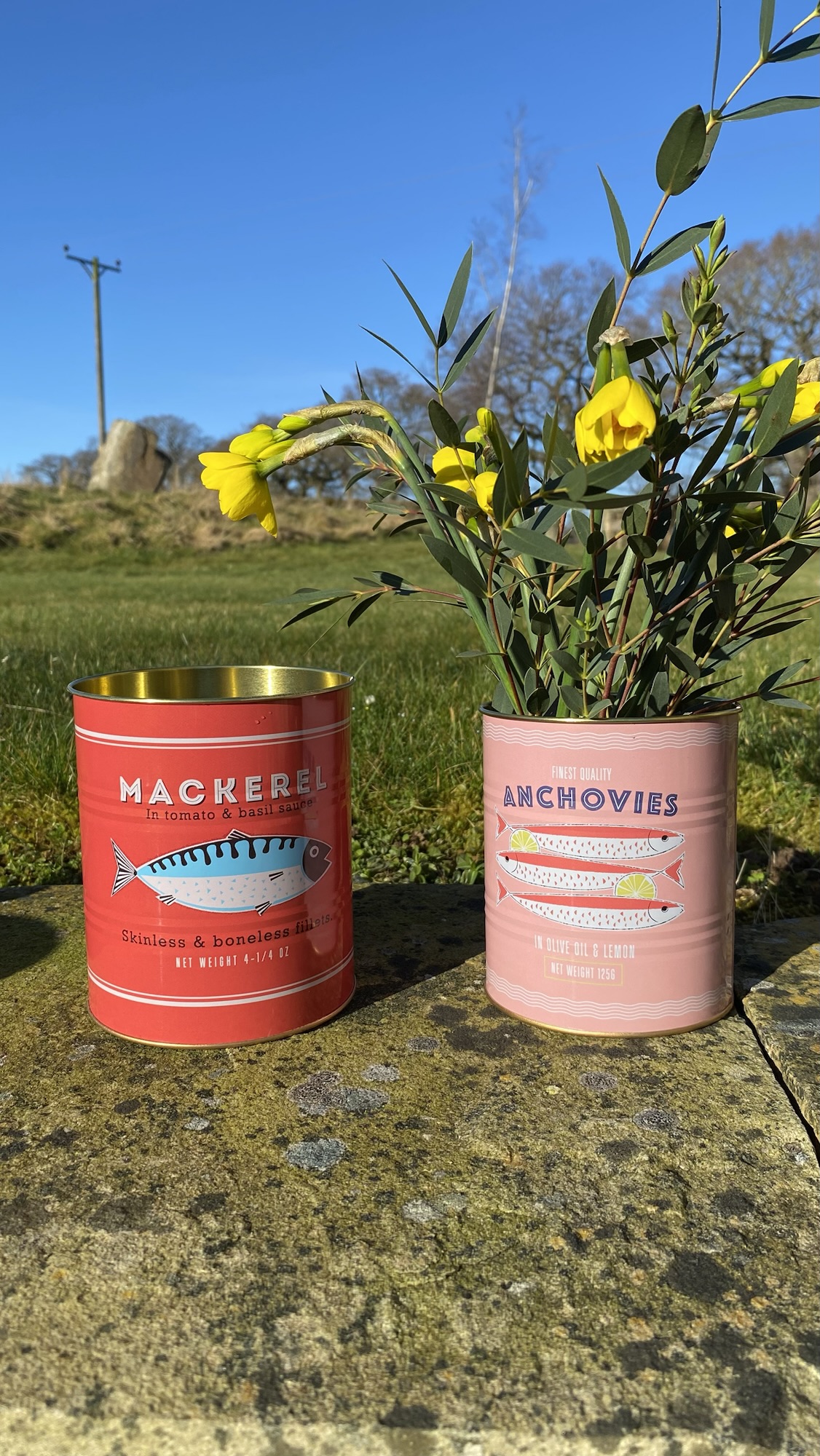 Retro tin – pink anchovies – Pop and Flo